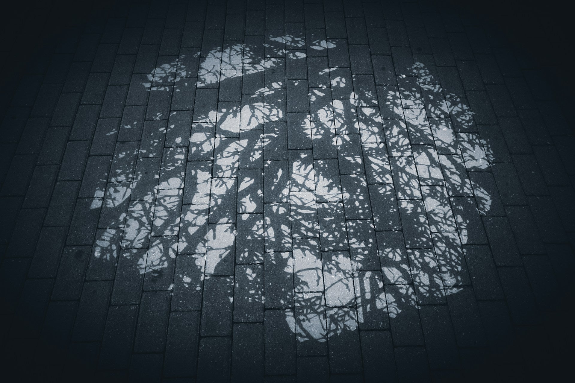 The Ultimate Tree Gobos for your Events and Weddings – Projected Image